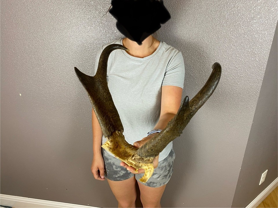 Real Pronghorn Antelope Horns Set Wild Idaho Mount Rustic Decor Skull ...