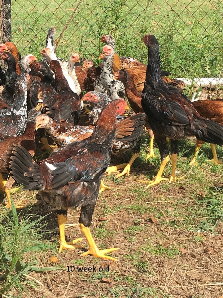 12 Indio Gigante Chicken Hatching Eggs+ Greenfire Farms Stock. | eBay