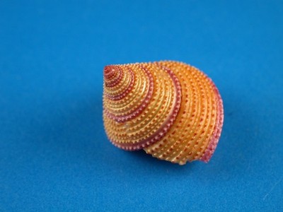 Calliostoma annulatum, Great Sculpture, Large, 21.1mm, California Shell ...