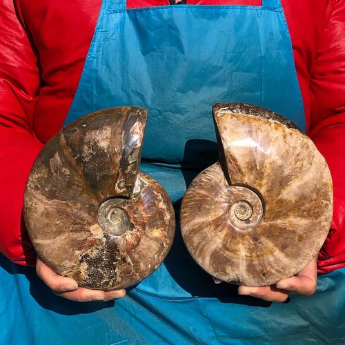 6.02LB 2pcs Natural Beautiful Ammonite Fossil Conch Crystal Specimen ...