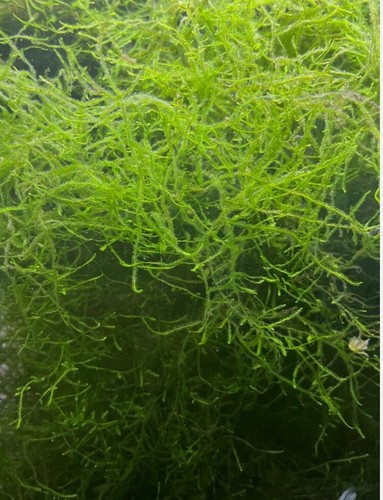 Buy 2 get 1 free Java Moss Live Aquarium Plant | eBay