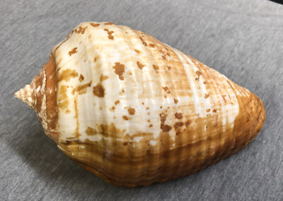 Strombus galeatus (Giant Eastern Pacific Conch) app. 15.5cm/ 165mm ...