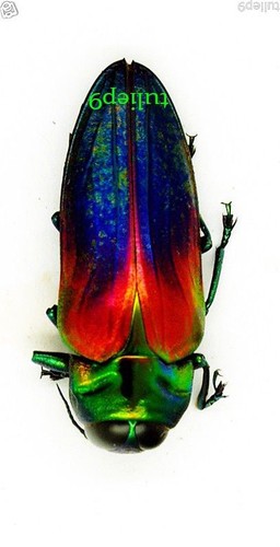 Coccinelle - BUPRESTIDAE - Jewel Beetle - Belionota tricolore - Seram ...