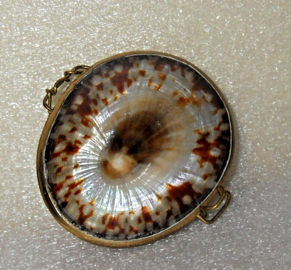 Natural Limpet Shell Brass Hinged Trinket Jewelry Pill Box Brown Orange ...