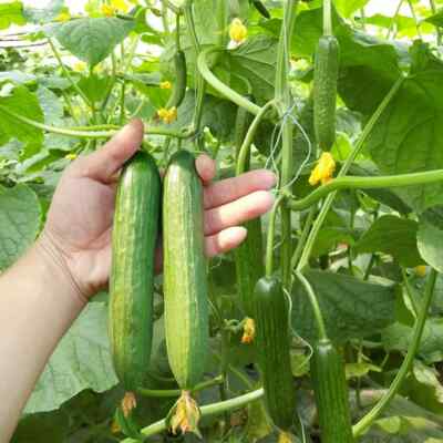 10 Samen Snack Gurke Mini-Snackgurke milde knackige robust sehr ...