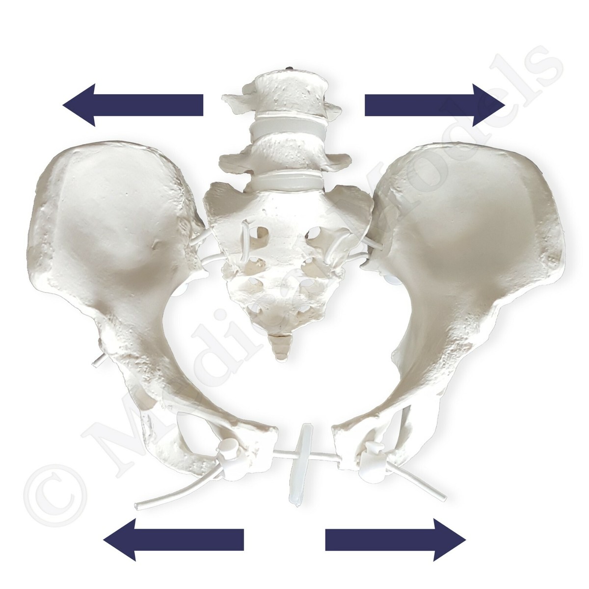 Female Pelvic Bone During Birth Female Vs Male Pelvis Bone: Key