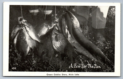 Postcard MN Fishing Catch Green Gables Store Mule Lake Minnesota AX4 | eBay