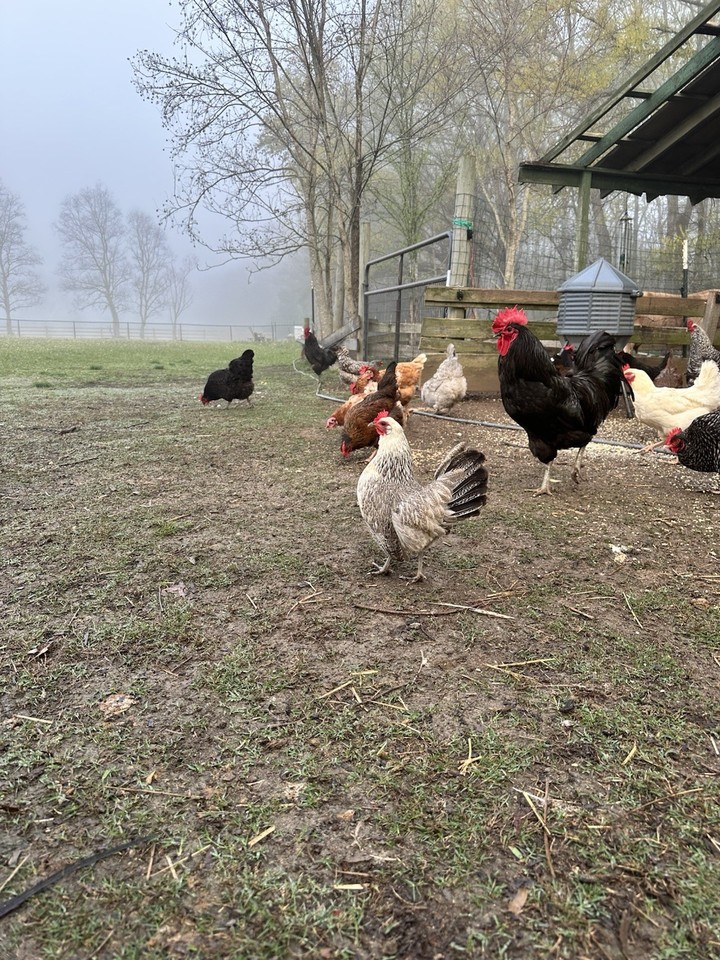 Rare Phoenix Hatching eggs fertile Long Tail Feathers | eBay