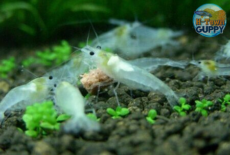 20 +2 SNOWBALL - Freshwater Neocaridina Aquarium Shrimp. Live Guarantee ...