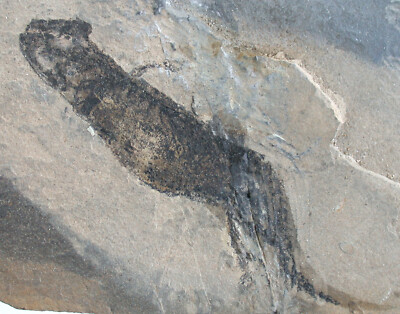 Perm Apateon pedestris Amphibia Branchiosauridae Odernheim am Glan W79 ...