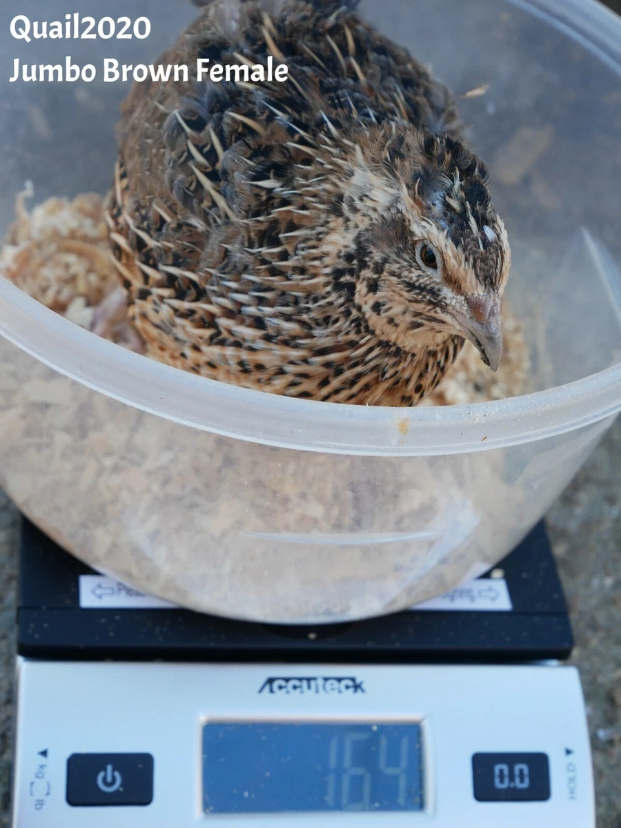Jumbo Coturnix Quail Eggs