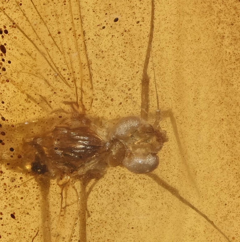 Scarce Ephemeroptera (Mayfly), Fossil Insect inclusion in Burmese Amber ...