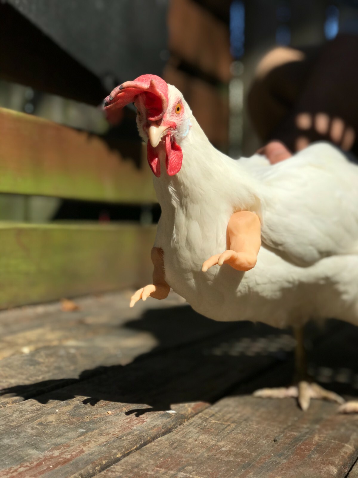 Original Chicken T-Rex Arms Gag Gift Chicken Arms for Chicken to wear ...