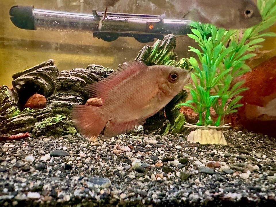 Live Chocolate cichlids 2”-3” (Hypselecara temporalis) | eBay