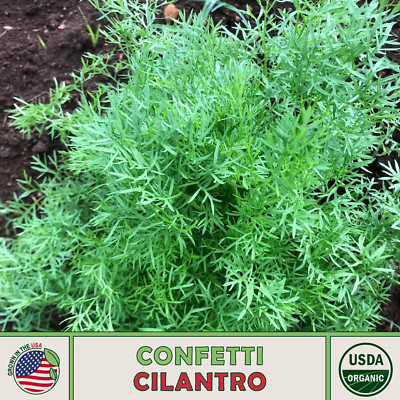 500 Confetti Cilantro Seeds, Open-Pollinated, Culinary Herb, Genuine ...