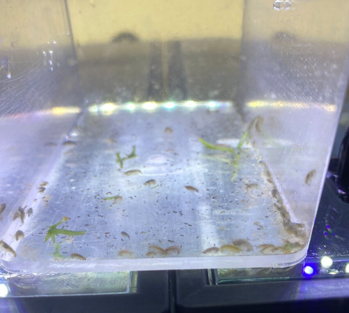 30+ Live Freshwater Amphipods Gammarus SCUDS Culture, 5mm size - USA ...