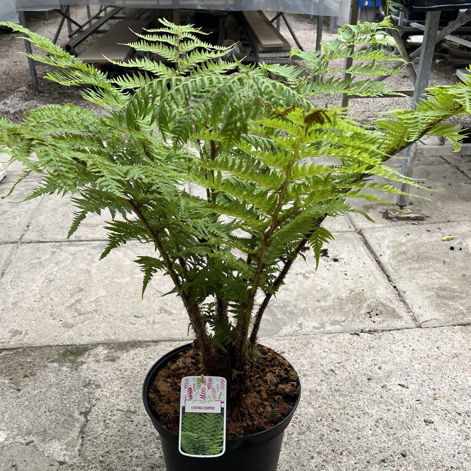 Cyathea cooperi - Lacy Tree Fern 10ltr pot | eBay UK