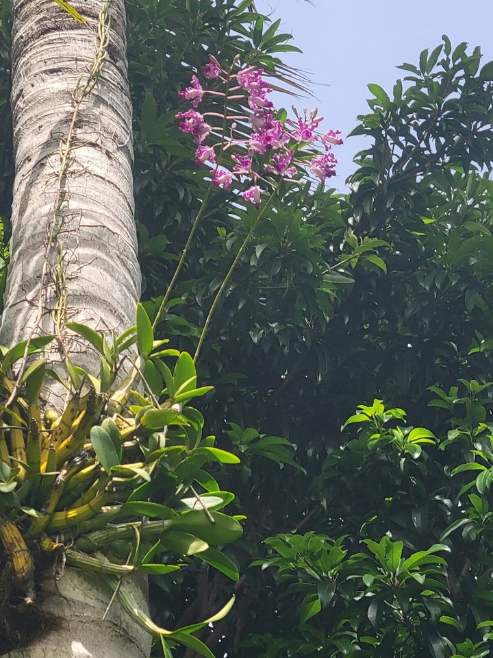 Schomburgkia exaltata, shipped bare root, spectacular orchid! | eBay