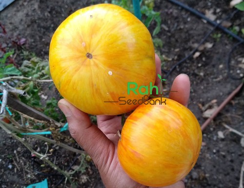 Lithium Sunset Tomato - An Stunning Tomato Variety - 10 Seeds! | eBay