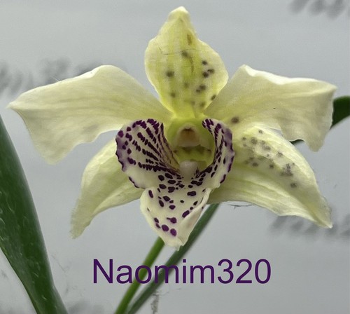 Dendrobium Micro Chip ‘Mini Flares’ x Self In Spike and Flower | eBay