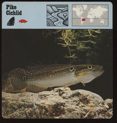 Pike Cichlid Safari Cards Rencontre Fish | eBay