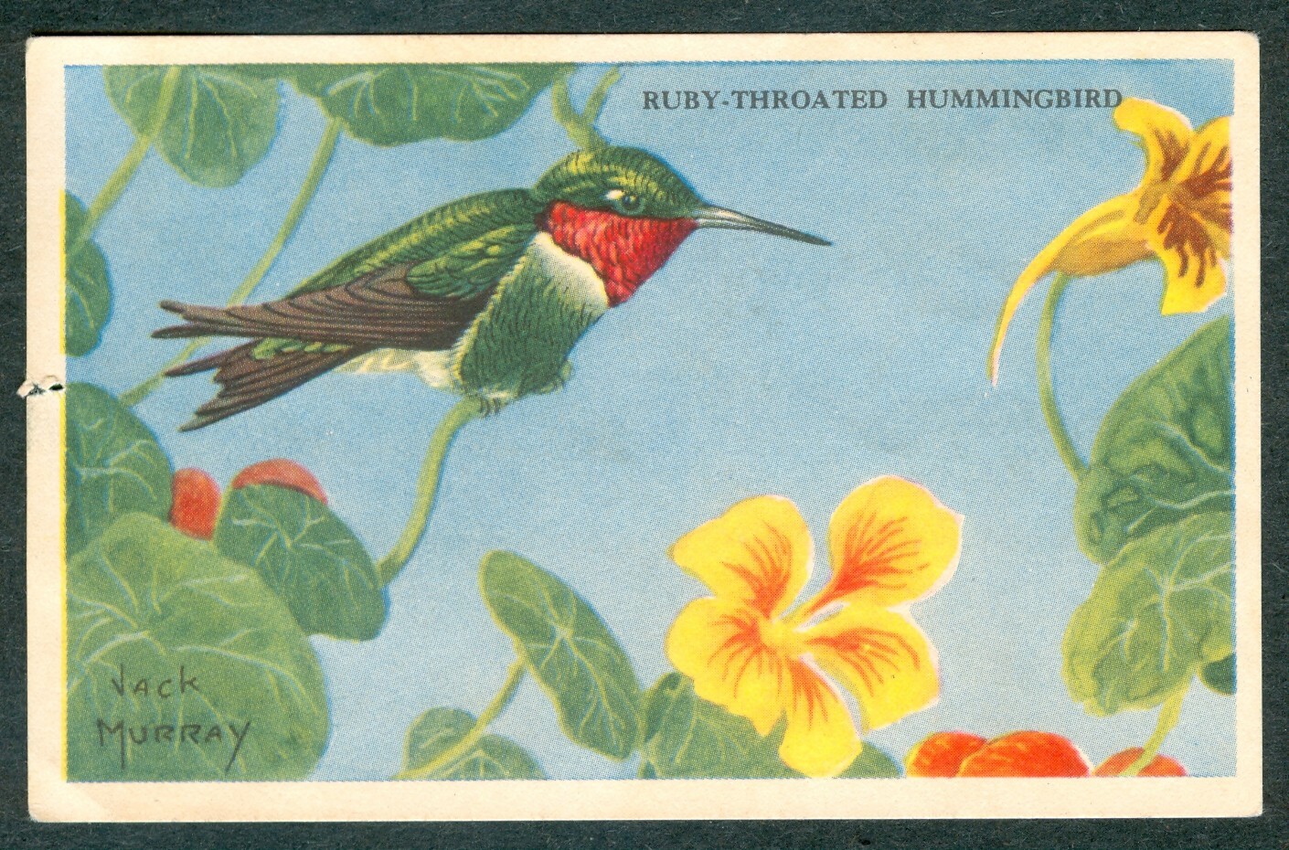 1940s RUBY HUMMINGBIRD Bread Card BIRD | Grelly USA