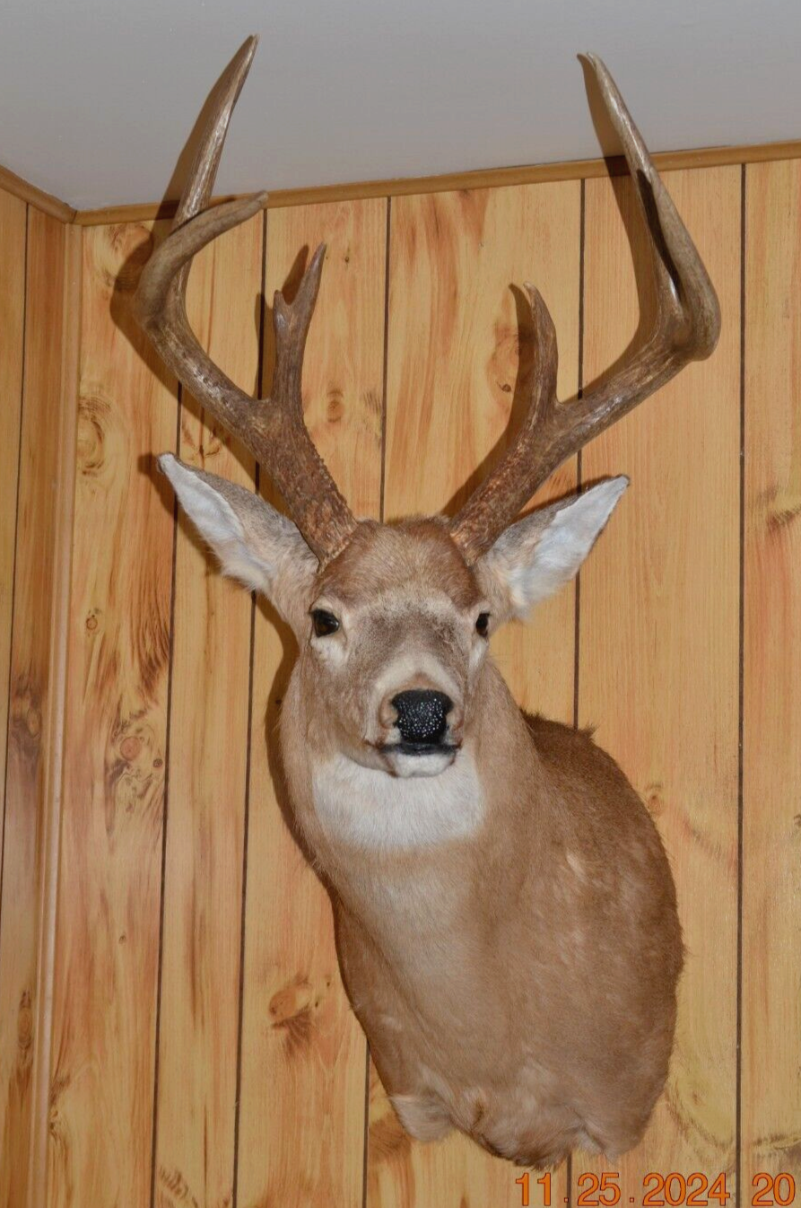 Large 6 Point 132" Whitetail Deer Antlers Head Shoulder Wall Mount ...