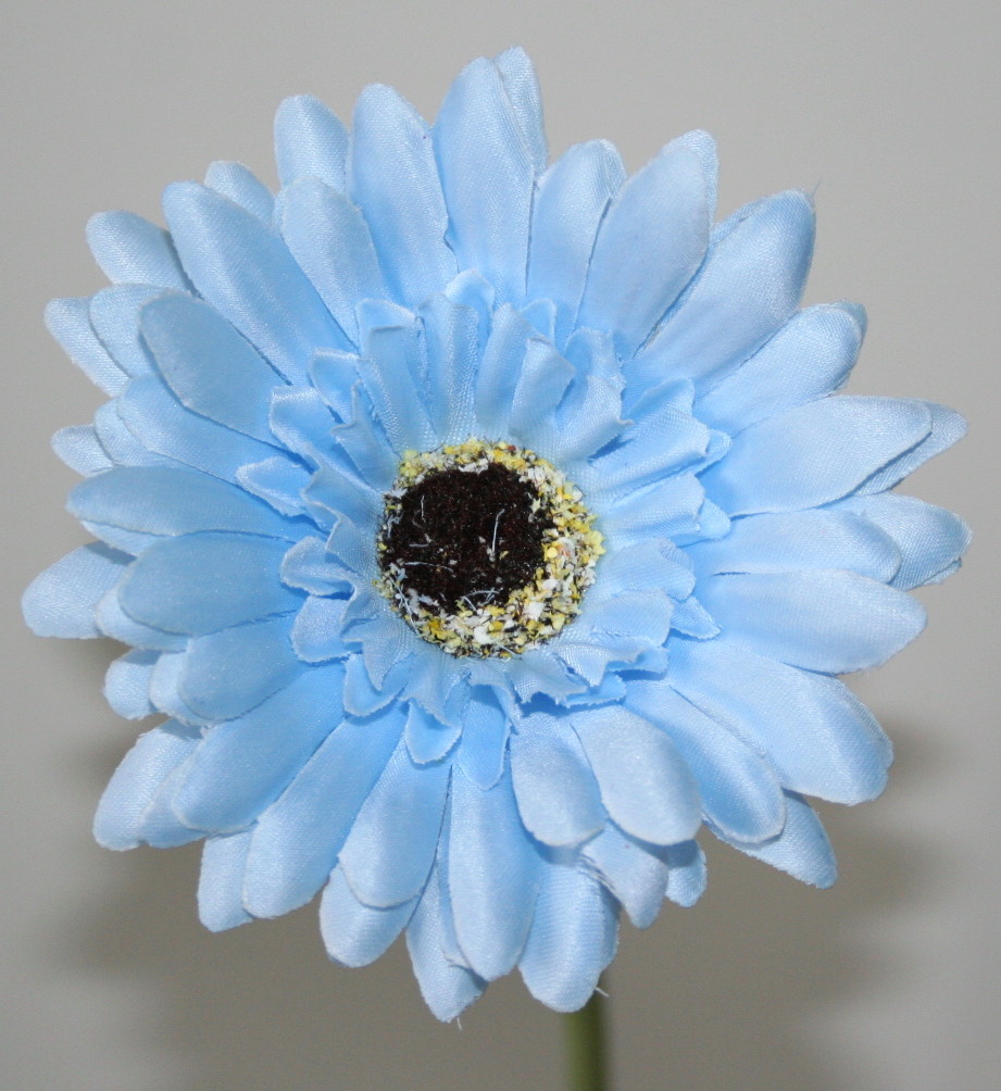 White And Blue Gerbera Daisy