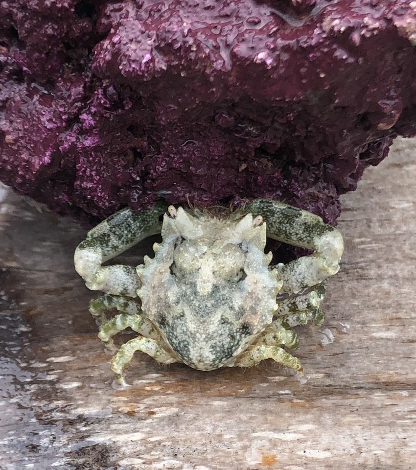 Pitho Crabs- 5 Pack_ Cleaning Crew- Saltwarer Aquarium | eBay