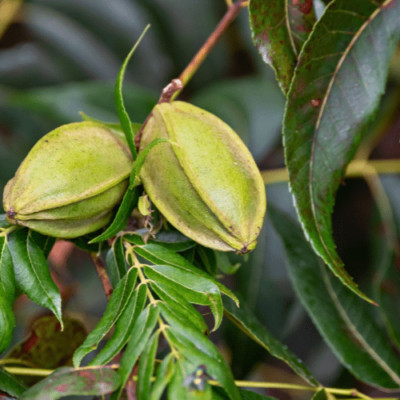 Hardy Pecan Trees Live - 5 Bare Roots Seedlings - Pecan Fruit Trees 12 ...
