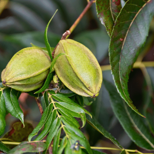 Hardy Pecan Trees Live - 5 Bare Roots Seedlings - Pecan Fruit Trees 12 ...