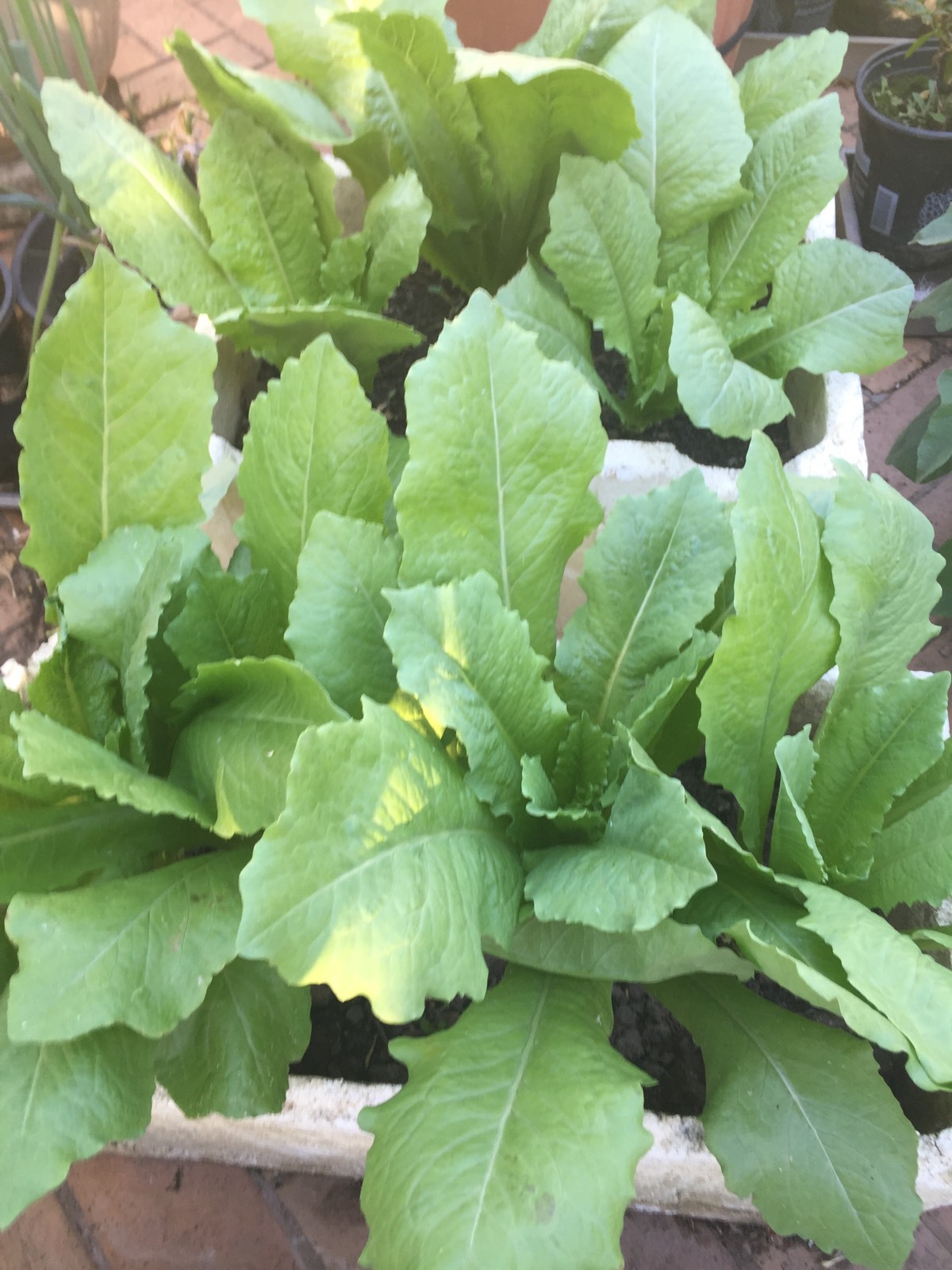 Chinese Stem Lettuce 200 seeds 莴笋 Wosun, celery lettuce, asparagus ...