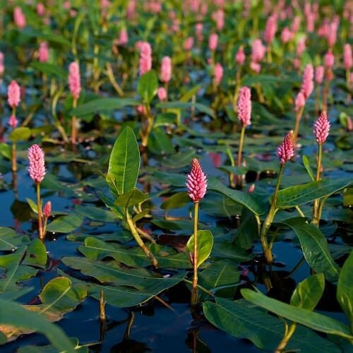 Persicaria amphibia (Amphibious bistort Water Smartweed Marginal Bog ...
