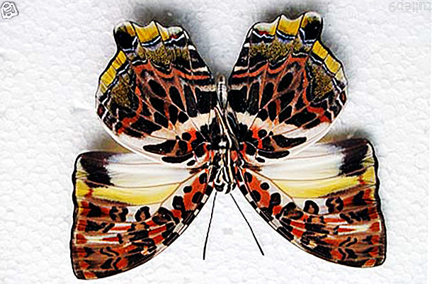 Nymphalidae - Agatasa calydonia calydonia (m) - Malaysia - Rare (30-1 ...