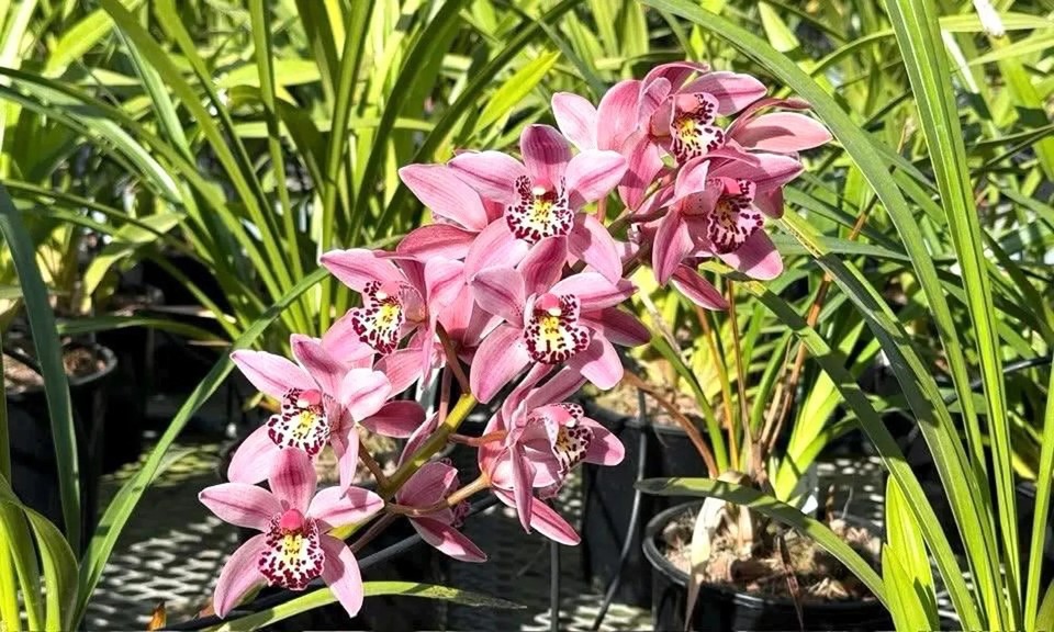 Cymbidium Barrita Suspense 'Soft Pink' - Super Fragrant. 5" Pot | eBay