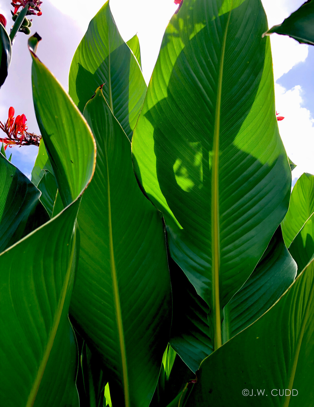 Robert Kemp Canna Lily Live Plant Rhizome | eBay