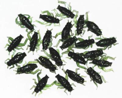 2 Packs Trout Bass Green Crickets Insect Lures 40 pcs NEW | eBay