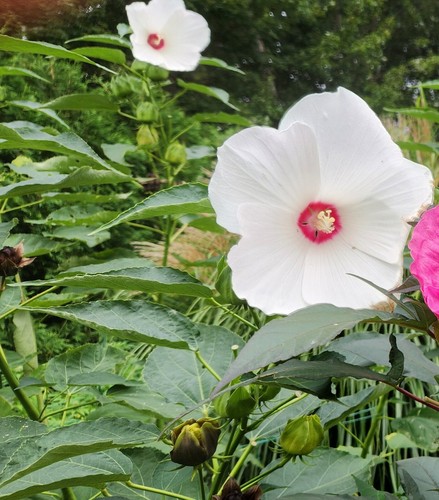 Organic White Swamp Rose Mallow Native hardy hibiscus seeds perennial ...