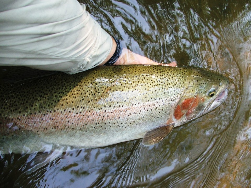 Irideus Pixie Baitfish Streamer flies Pond Smelt Tui Chub Trout Fly ...