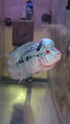Kamalau (KML) Flowerhorn Live Fish Male | eBay