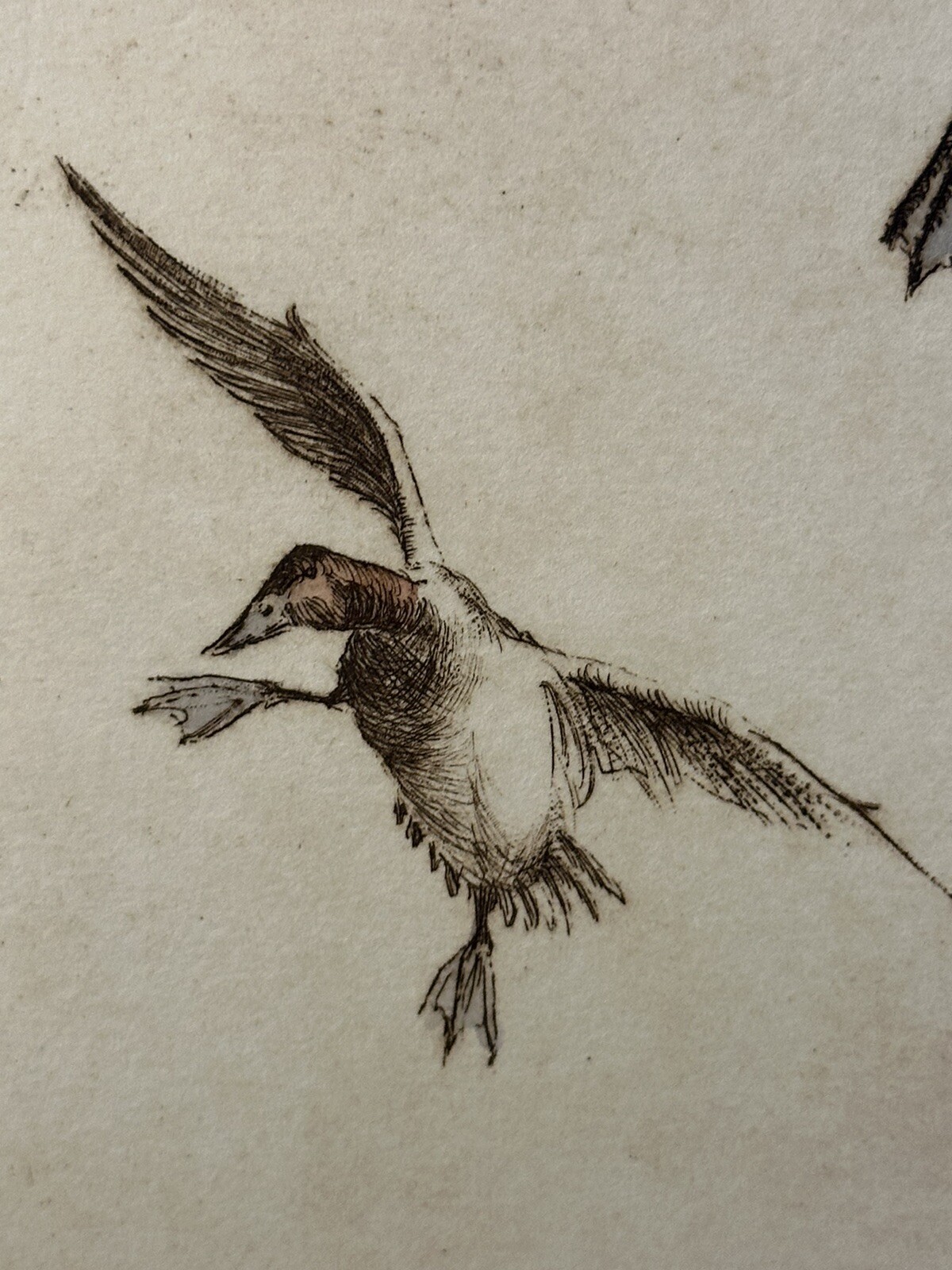 Vtg Sandy Scott Etching Canvasback Gray’s Sporting Journal 1983 Signed ...
