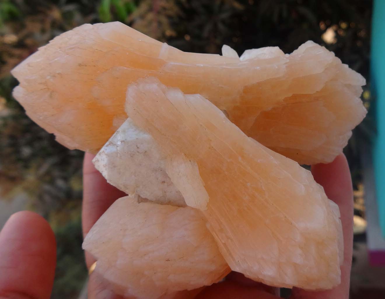 Stilbite Flower On Coted Apophyllite Minerals Specimen B#9 | eBay