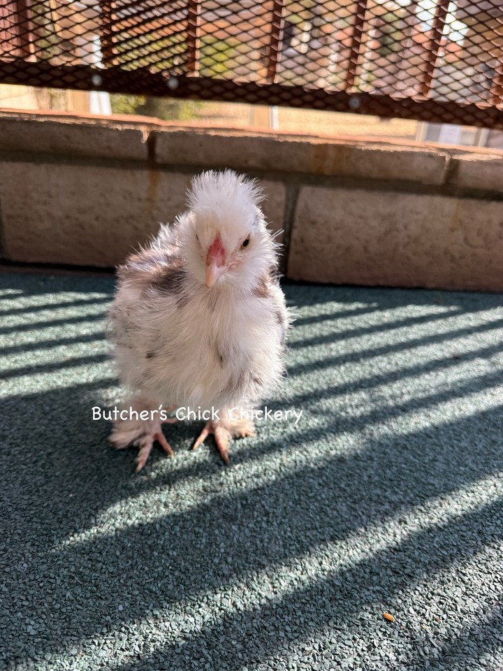 12+ Fertile Chocolate Mottled Silkie Chicken Hatching Eggs. Frizzles ...