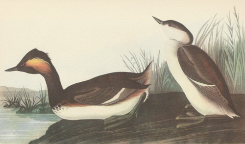 1941 Audubon Art Print 404 Eared Grebe. Vintage Duck Illustration. | eBay