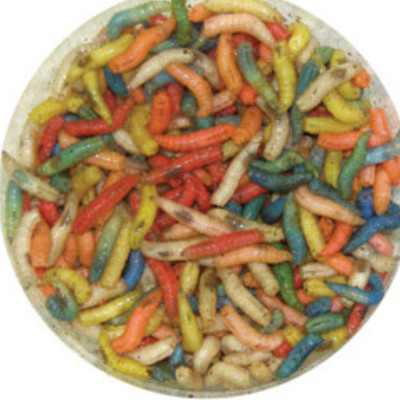 Live MIXED Spikes, Maggots Blue Bottle Fly Larvae Free Shipping, Live ...