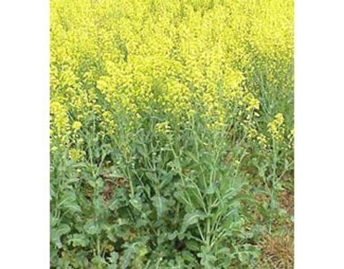 Canola Seed 5 LB (1,250,000) Seeds -100% Pure Seed | eBay
