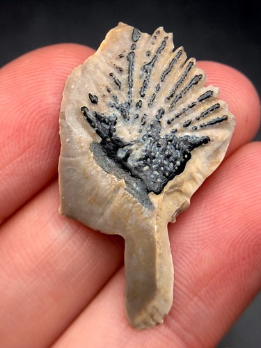 HUGE BV Fossil Gar Scale Fish Fossils Gem Ocean Beach Collect | eBay