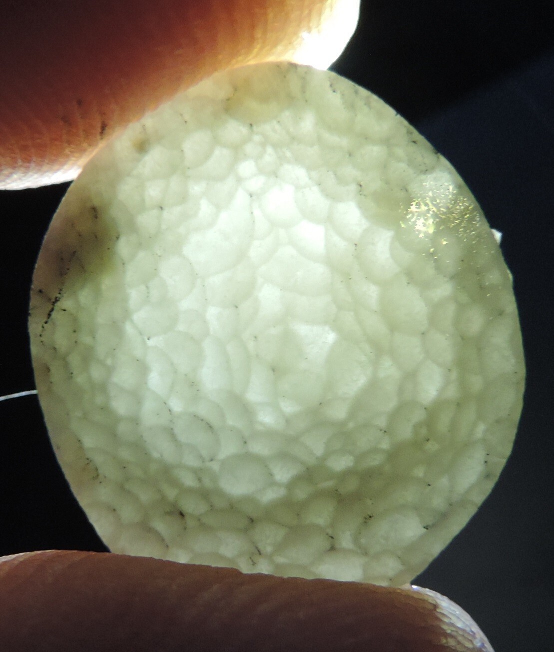 One of a kind fossil display: Horn coral (Rugosa) transparent backlit ...