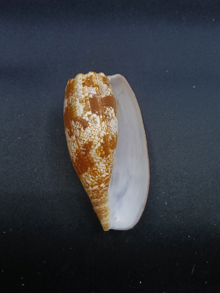 Conus geographus cone seashell. 89mm geography cone Sea shell. Beach ...
