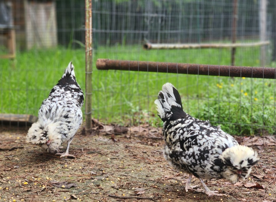 Houdan Mottled Hatching Eggs 6, bearded LF. Npip & Ai Clean | eBay